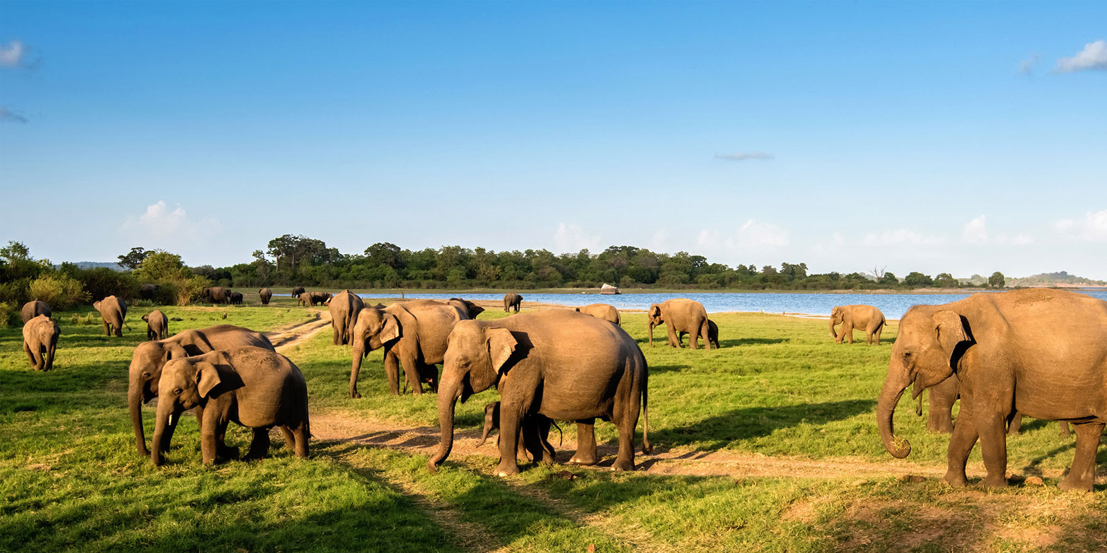 Minneriya National Park | Lankan Traveller : Travel Agents | Tour ...